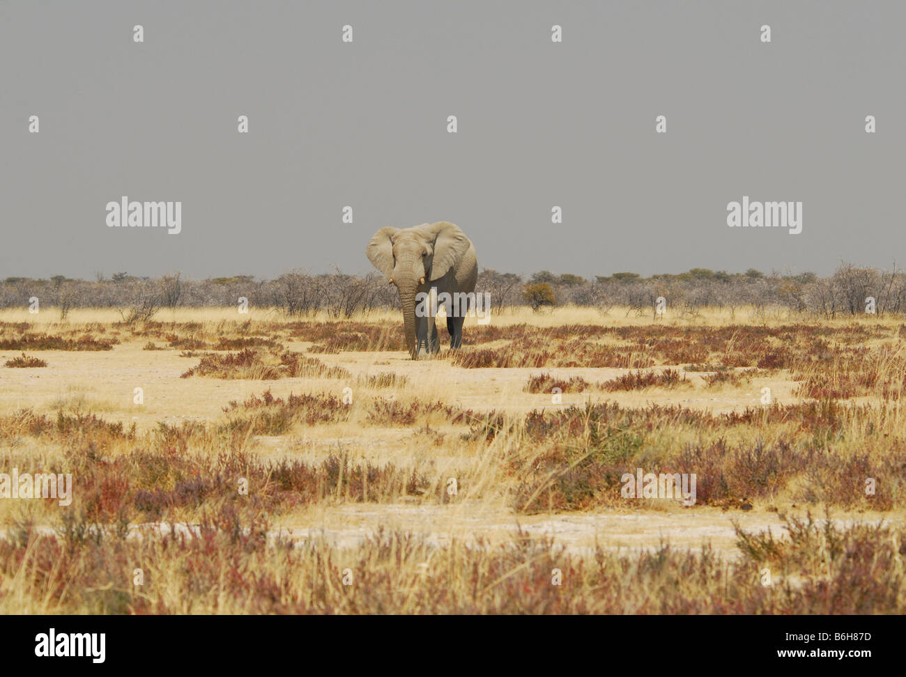 Lone male elephant in Etosha National Park, Namibia Stock Photo - Alamy