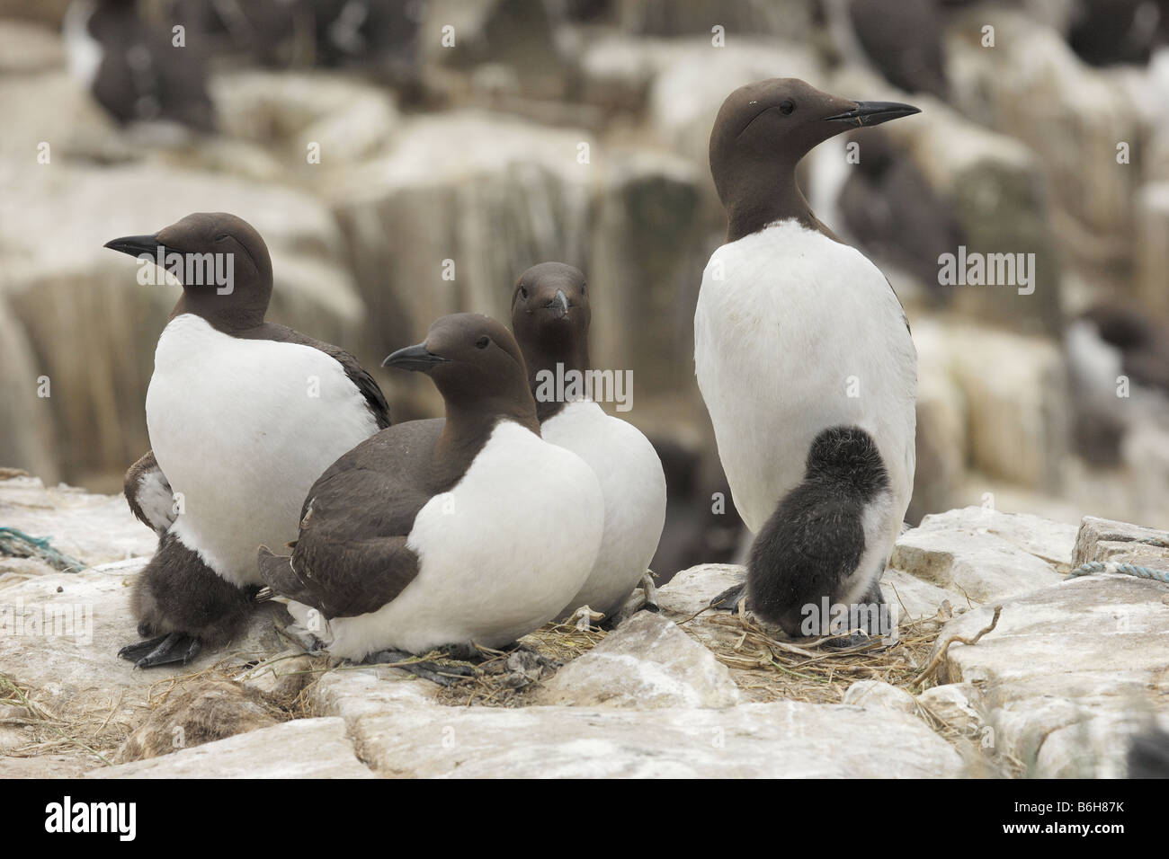 Uria algae hi-res stock photography and images - Alamy