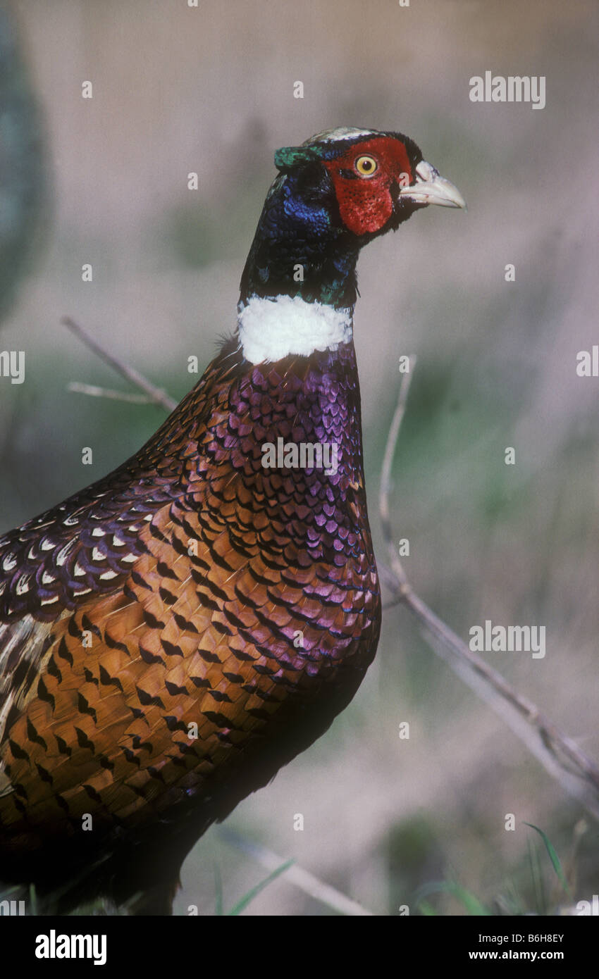 Male Pheasant in habitat Stock Photo - Alamy