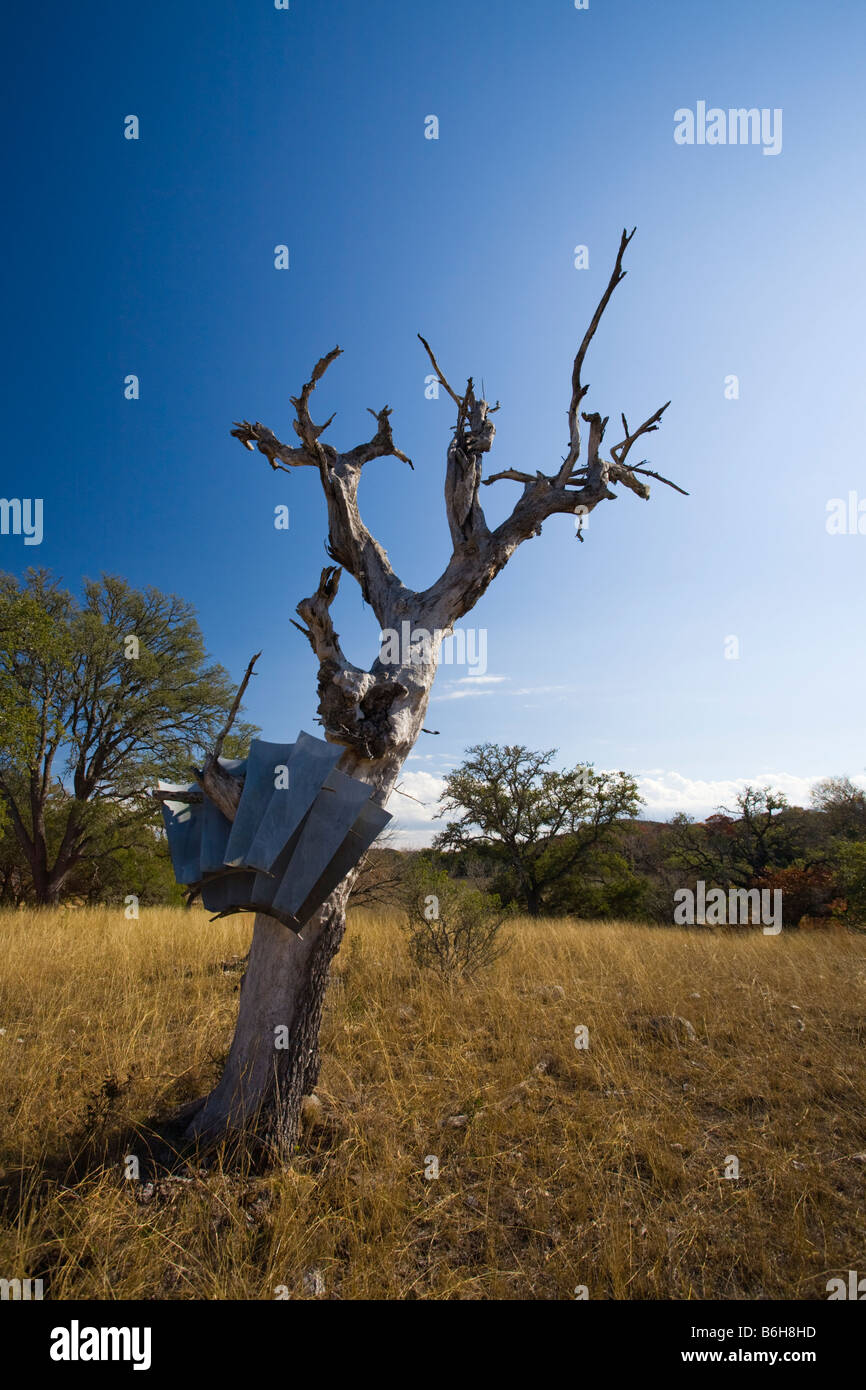 Windmill fans left on tree in Texas Hill Country Stock Photo - Alamy