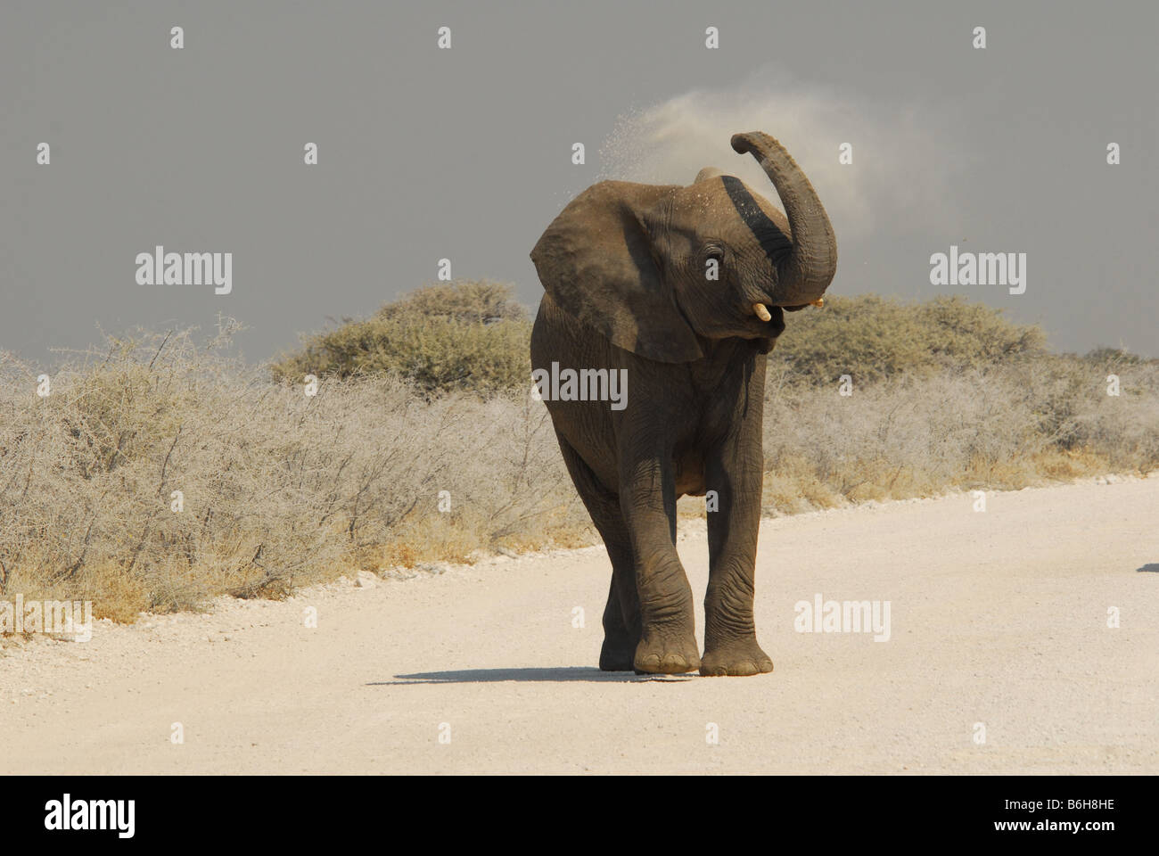 Elephant having dust bath Etosha, Namibia Stock Photo - Alamy