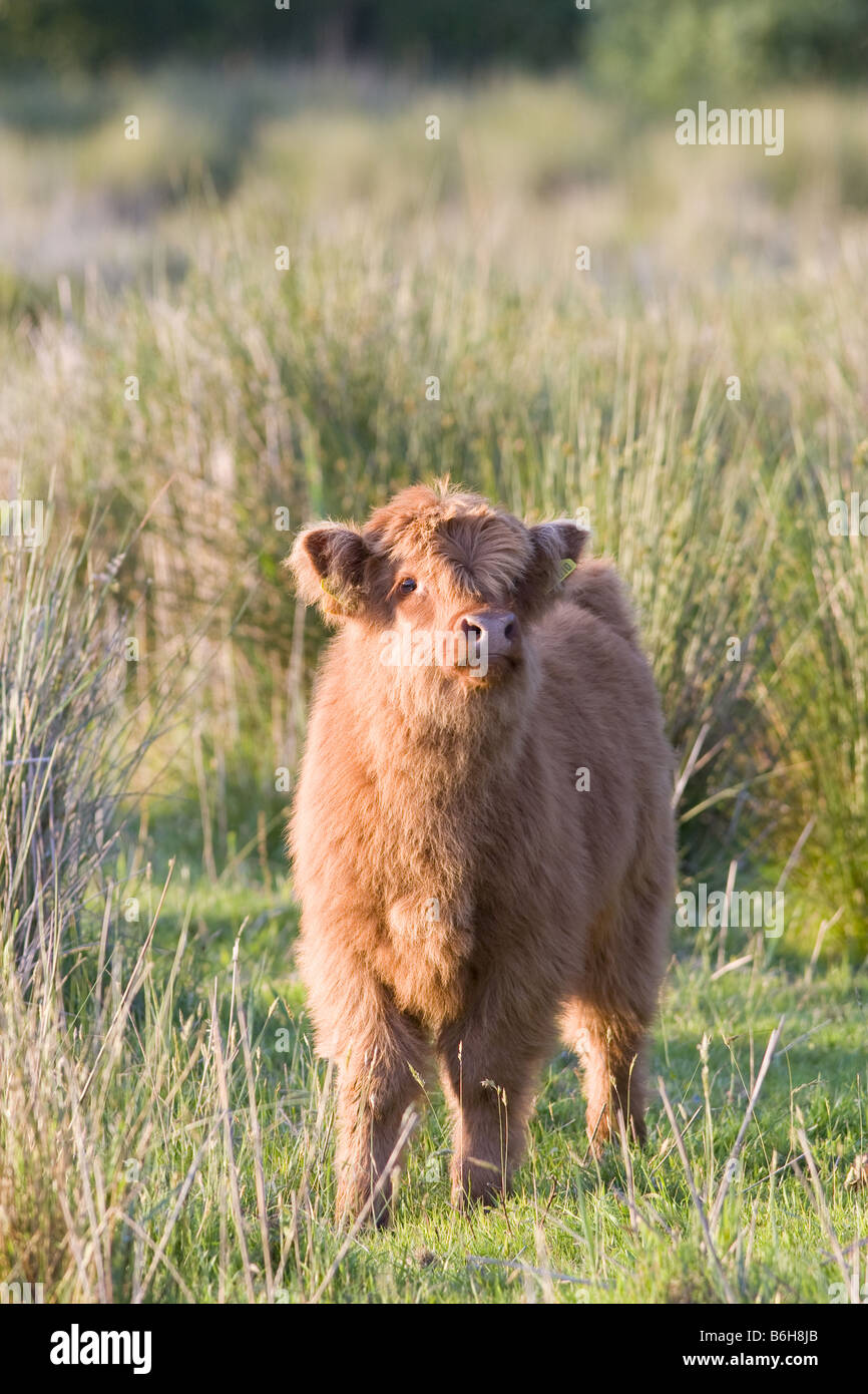 Calf of Highland Cattle on Norfolk Grazing Marsh Stock Photo - Alamy