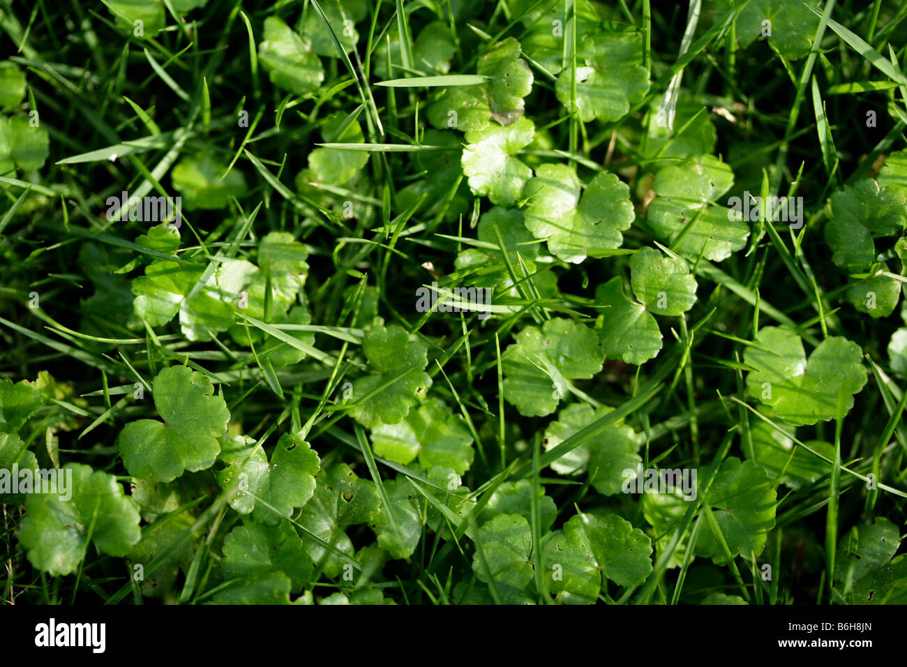 Healthy live plant hi-res stock photography and images - Alamy