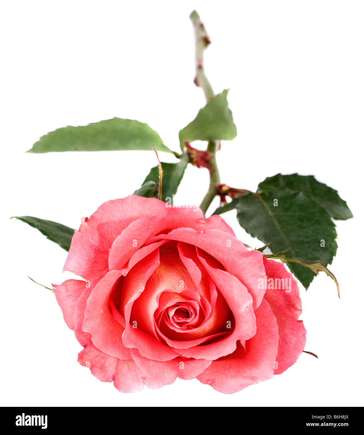 Beautiful and romantic pink rose isolated on white Stock Photo - Alamy
