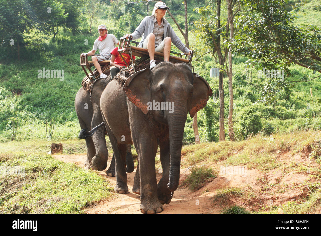 Elephants on jungle walk Stock Photo - Alamy