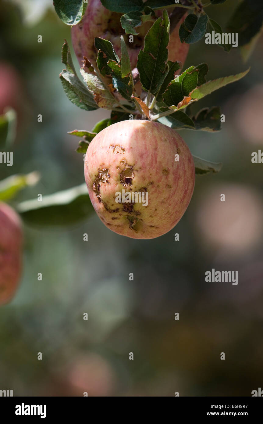 Damage branch fruit tree hi-res stock photography and images - Alamy