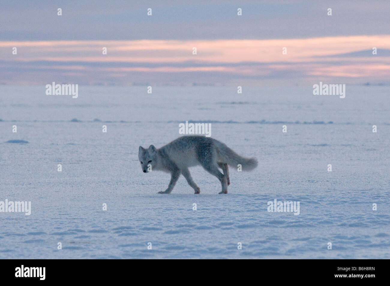 arctic fox Alopex lagopus adult in its summer coat travels the arctic ...