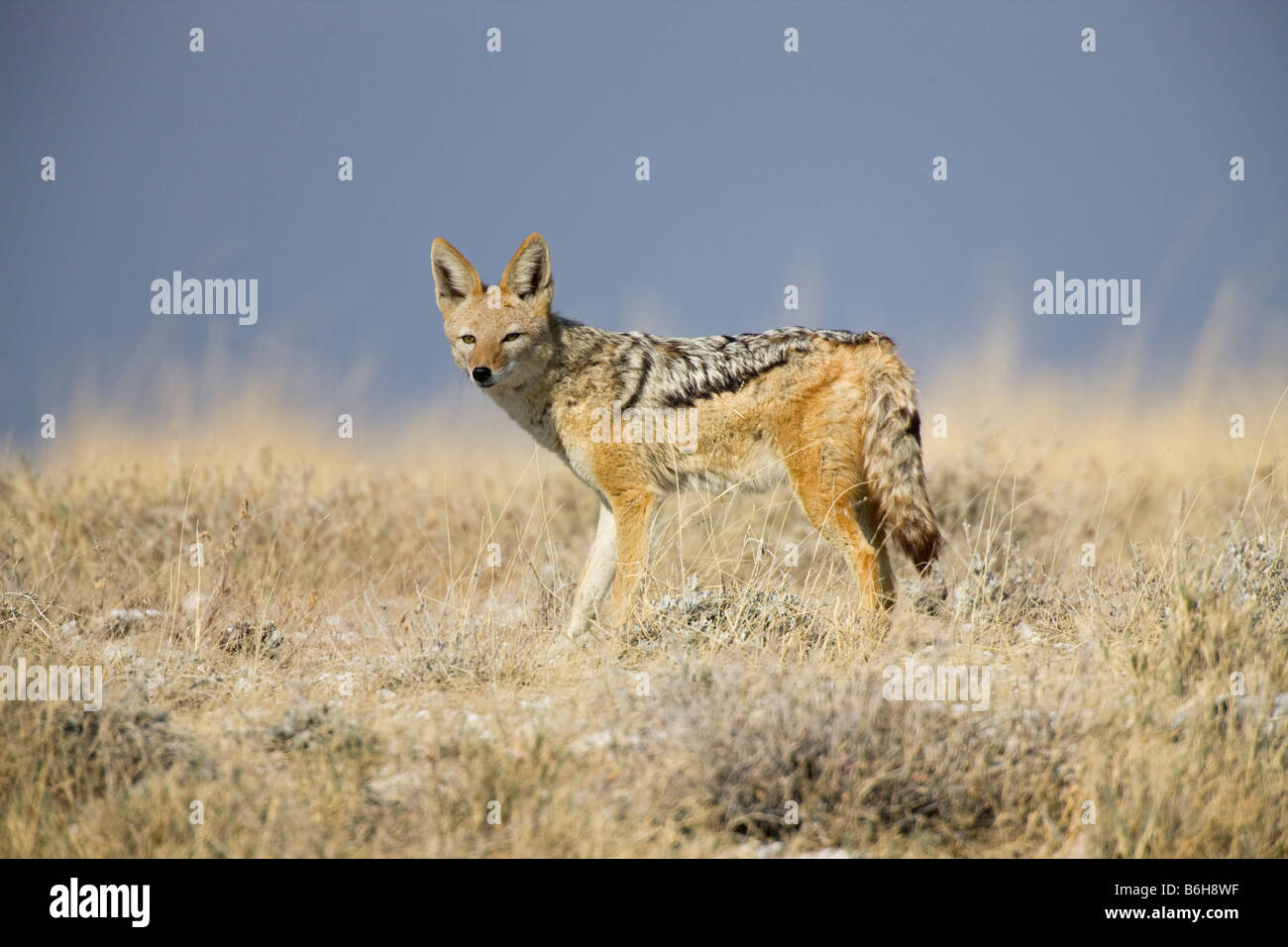 Small jackal hi-res stock photography and images - Alamy