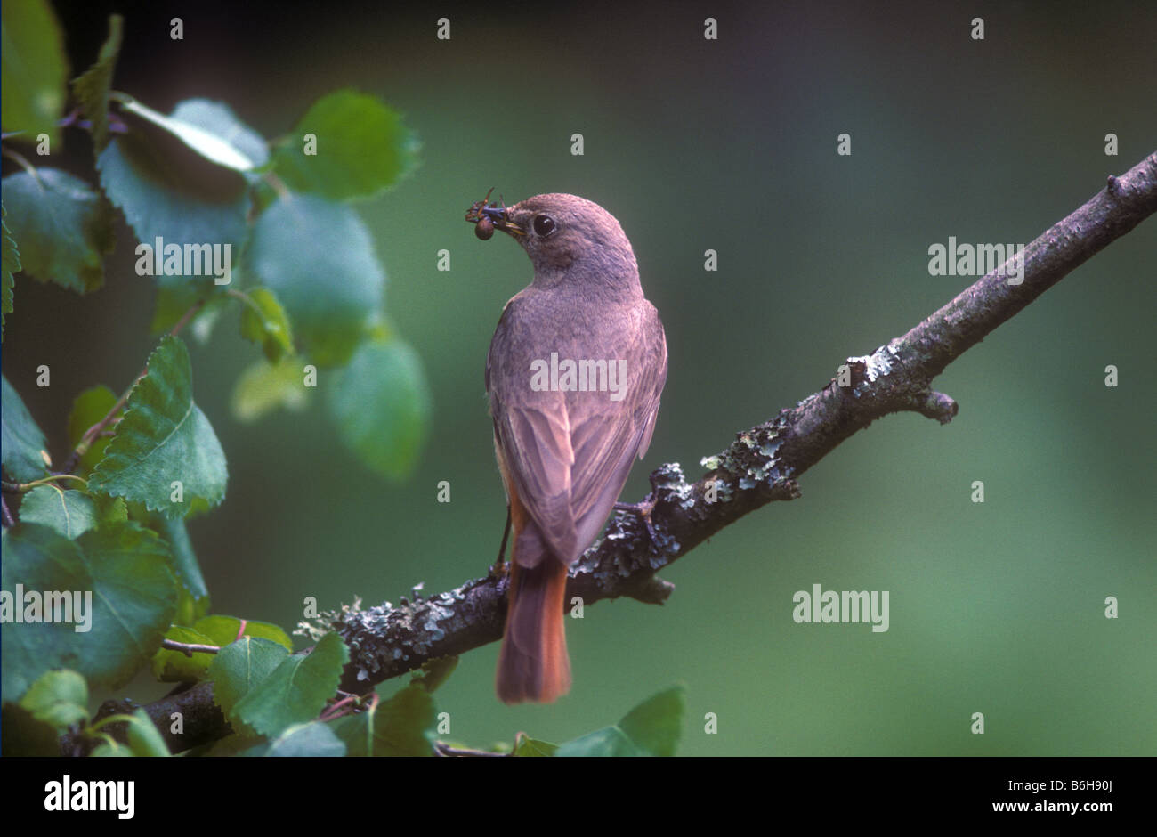 Female Redstart with typical quivering tail Stock Photo - Alamy