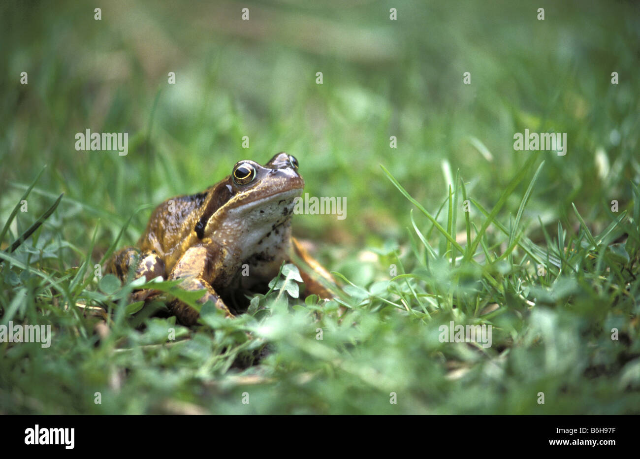 Common Frog UK Rana temporaria Stock Photo - Alamy