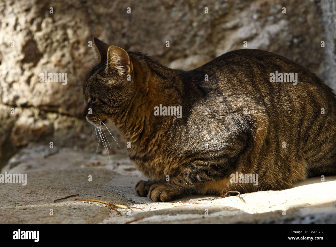 Side Portrait of a Crouching Brown Cat in the Shade Stock Photo - Alamy