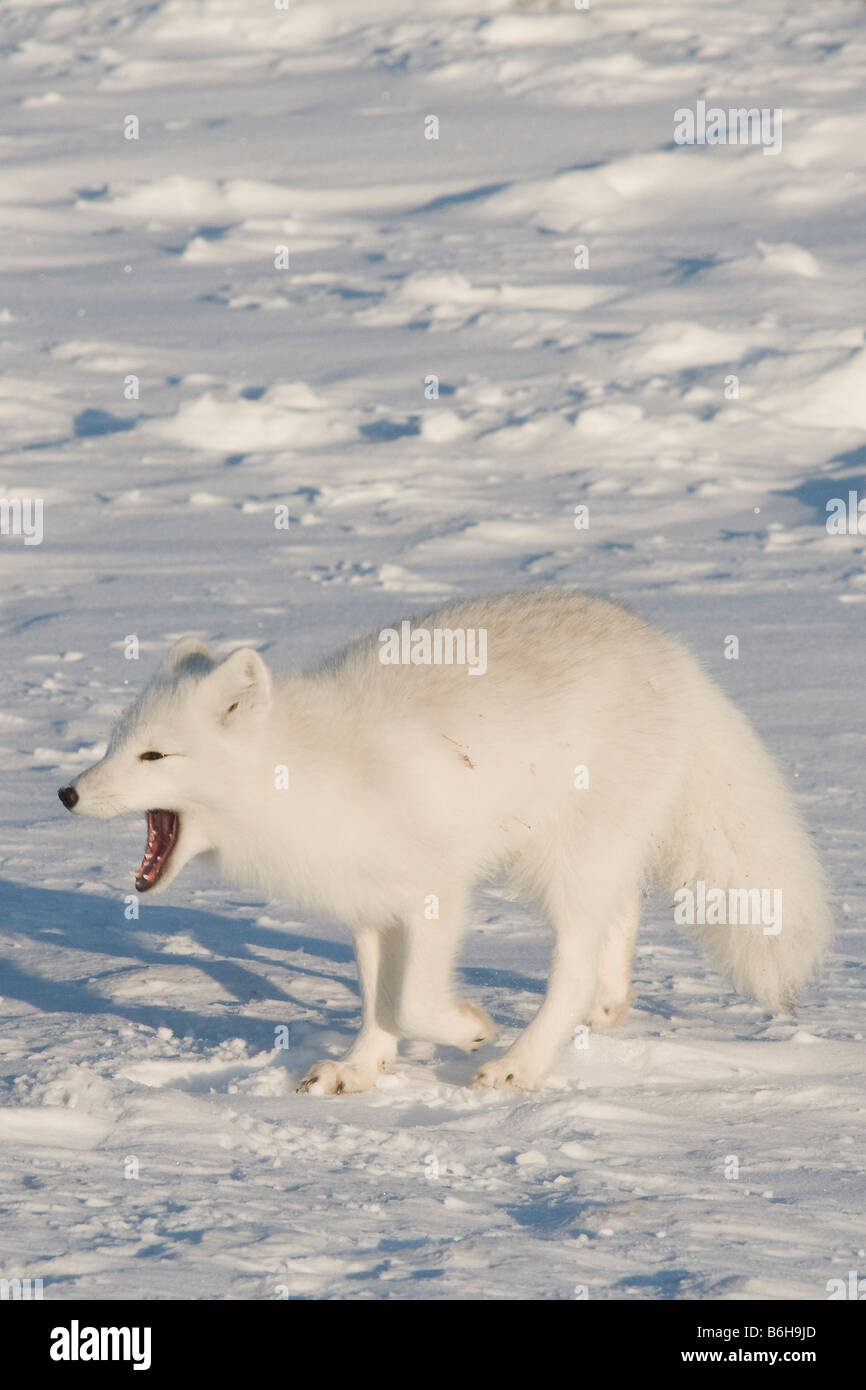 arctic fox Alopex lagopus adult in its winter coat travels the arctic ...