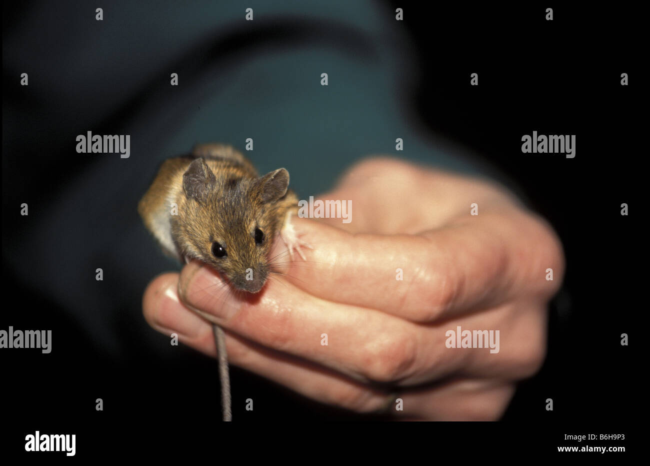 Long tailed mouse hi-res stock photography and images - Alamy