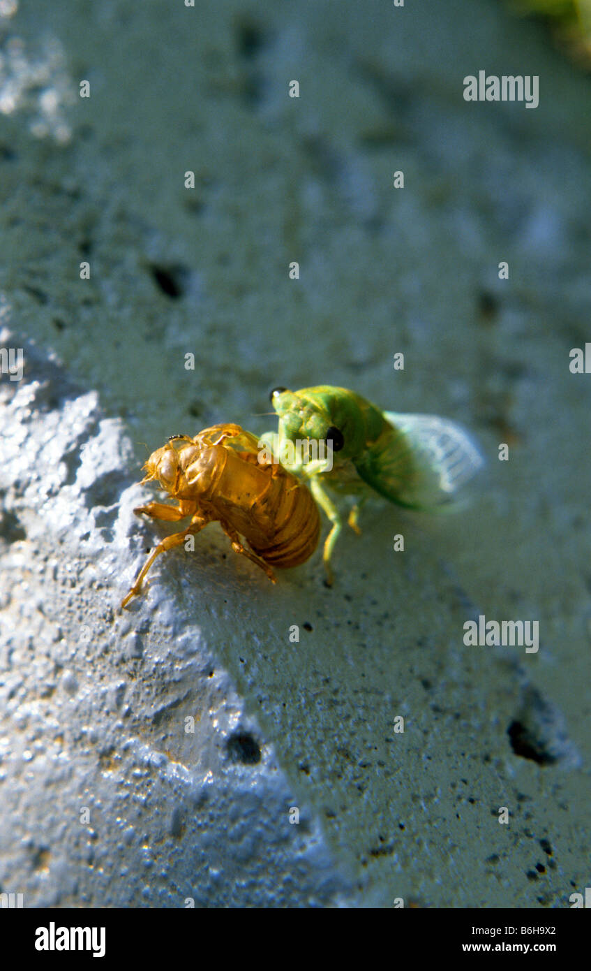 Locust insect sheds it outer skin to become winged insect Stock Photo ...