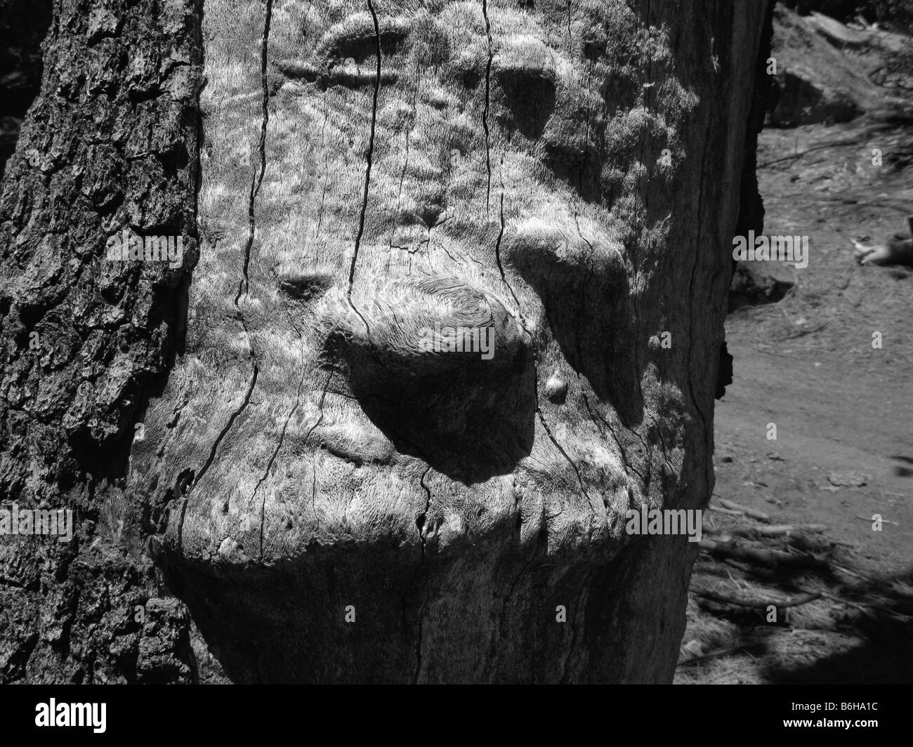 Old tree with what looks like a face on it in Yosemite N P, California ...