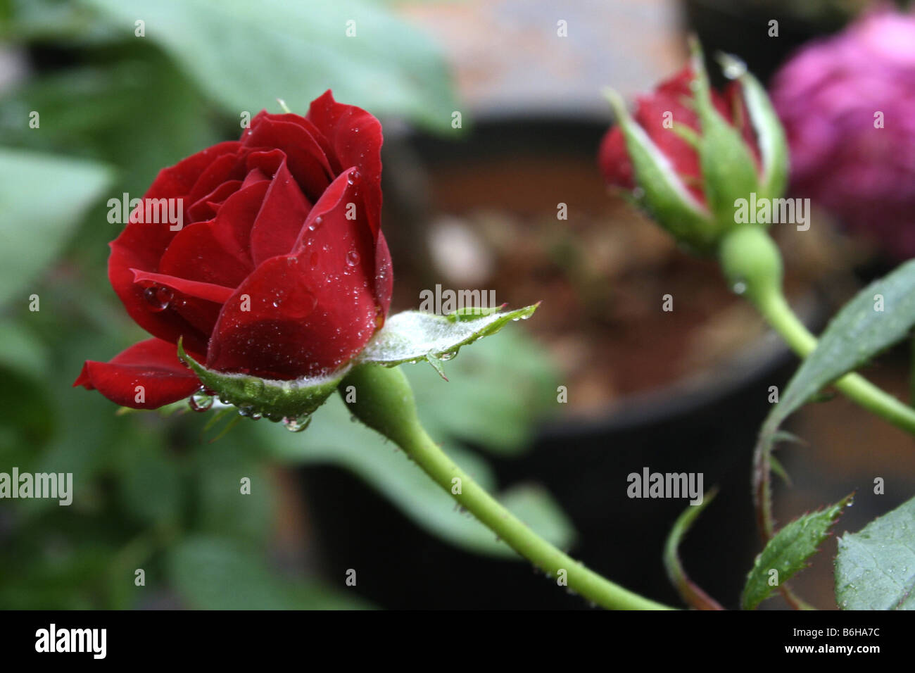 Blossoming red rose flower Stock Photo - Alamy