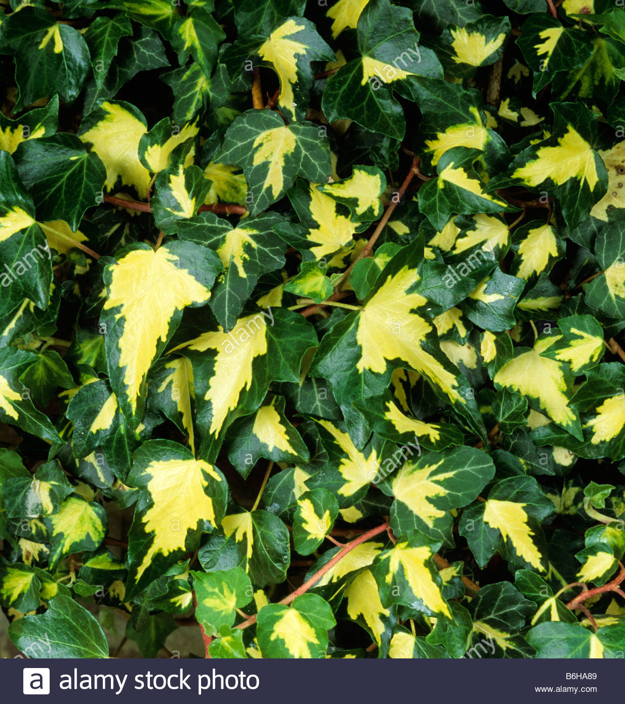 ivy Hedera helix 'Goldheart' Stock Photo: 21279561 - Alamy