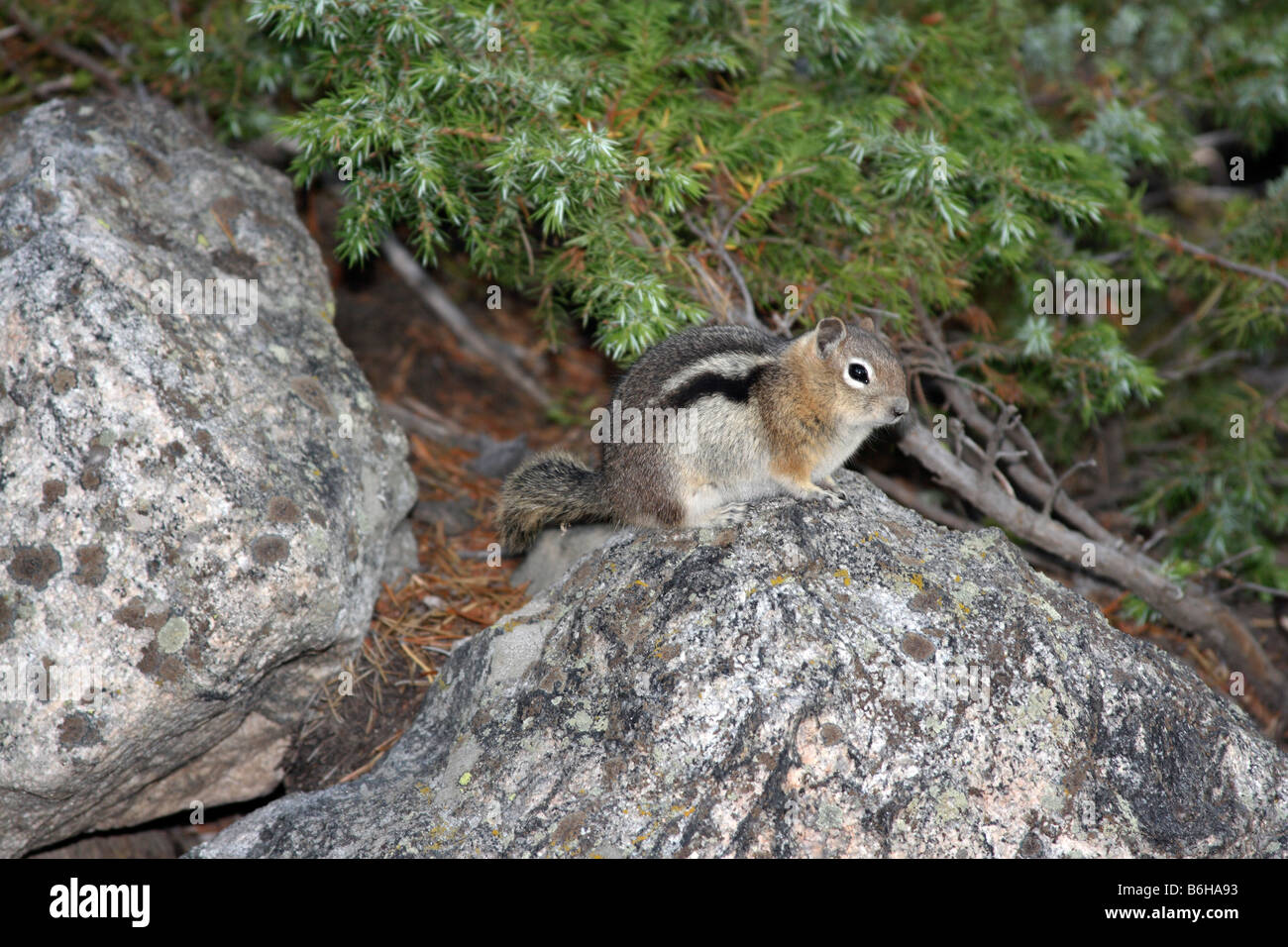 little animal on the rock Stock Photo - Alamy