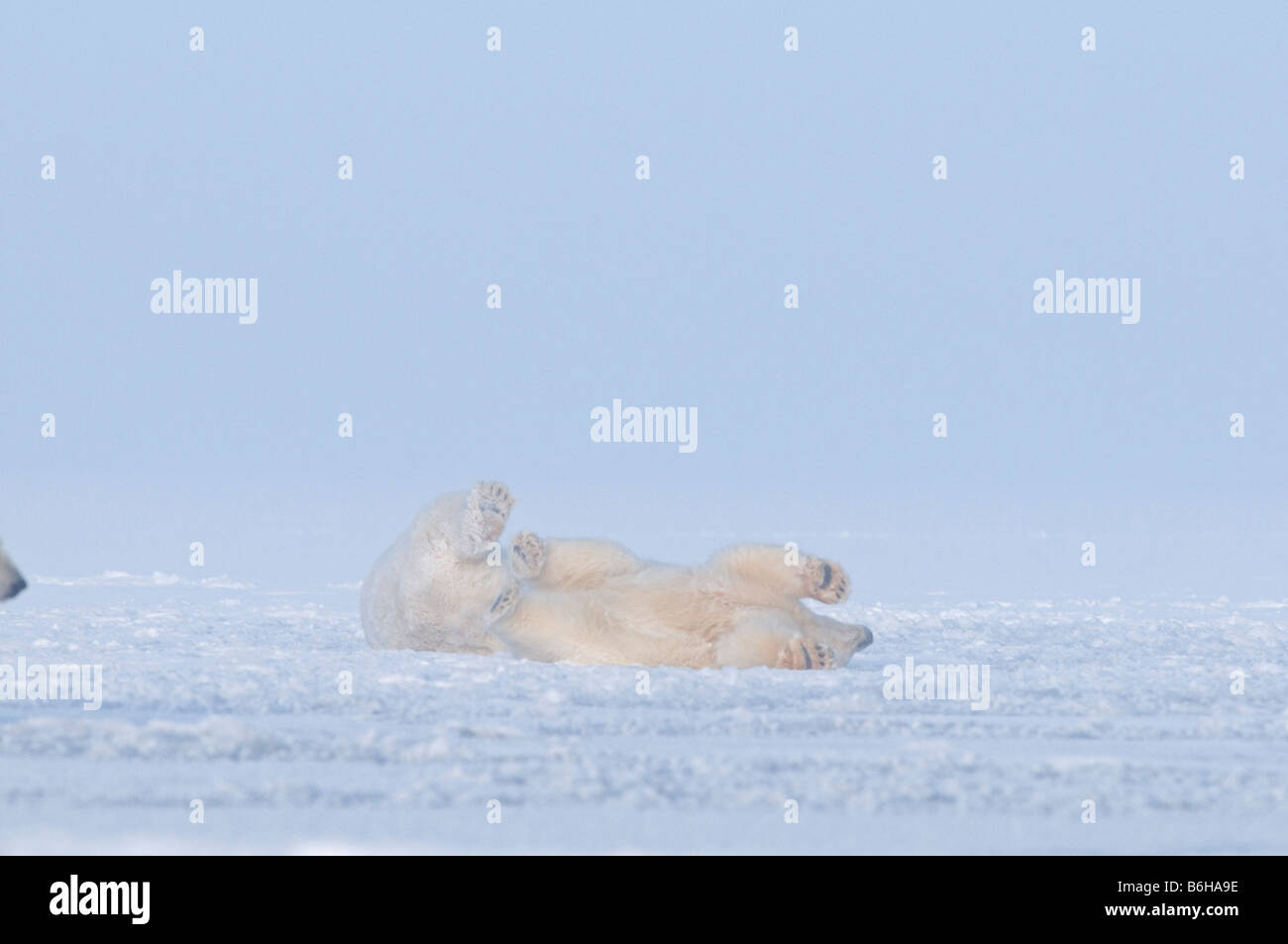 Rolling around in snow hi-res stock photography and images - Alamy