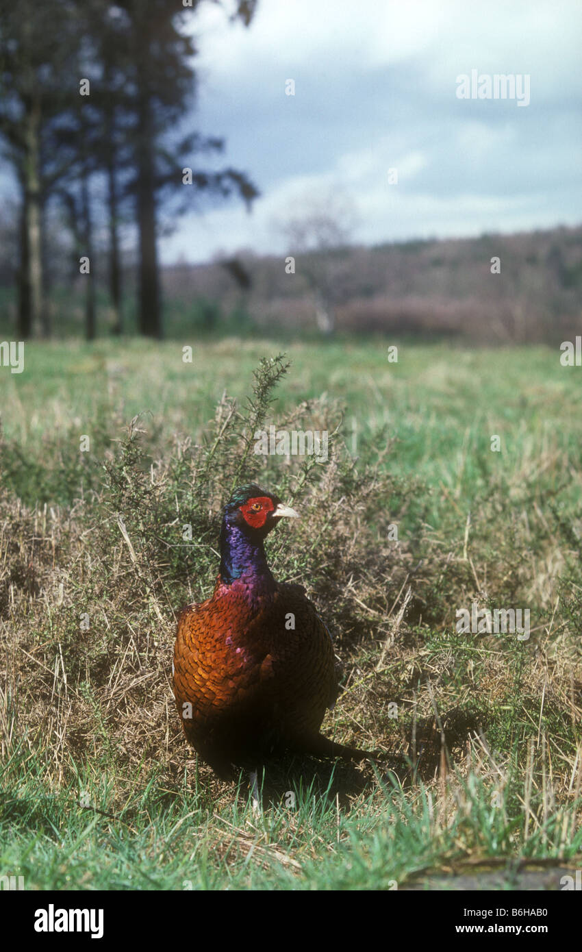 Male Pheasant in habitat Stock Photo - Alamy