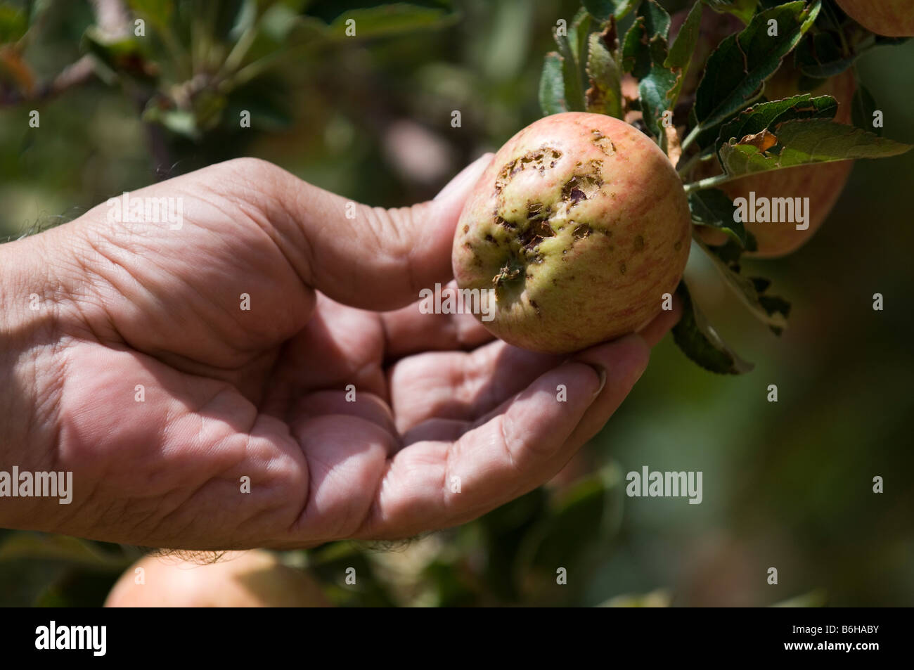 Apple tree damage hi-res stock photography and images - Alamy