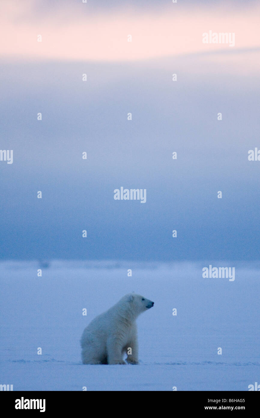 polar bear Ursus maritimus cub feeds on a piece of bowhead whale skin ...