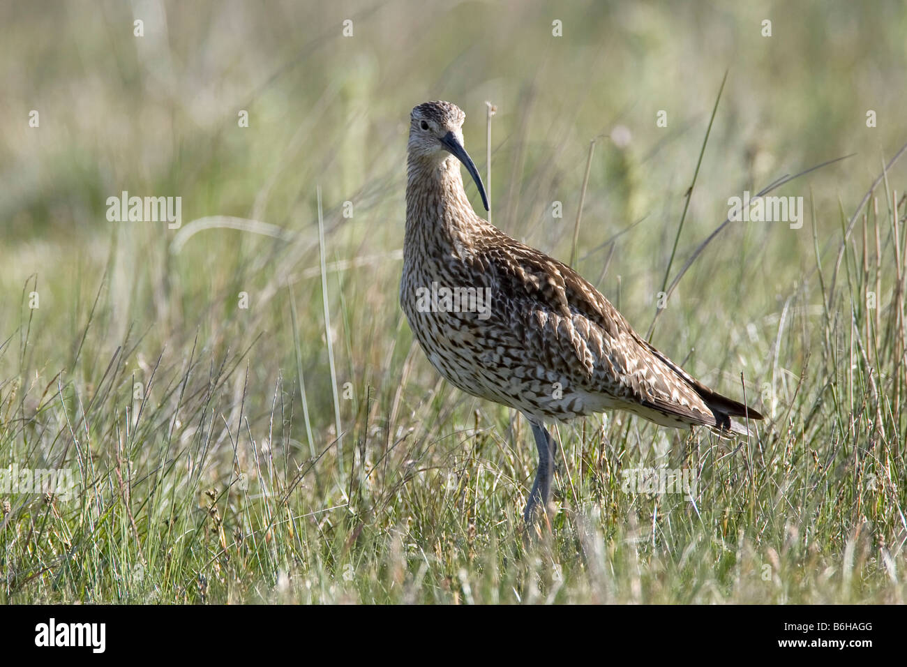 Wimbrel. Numenius Phaeopus (Scolopacidae Stock Photo - Alamy