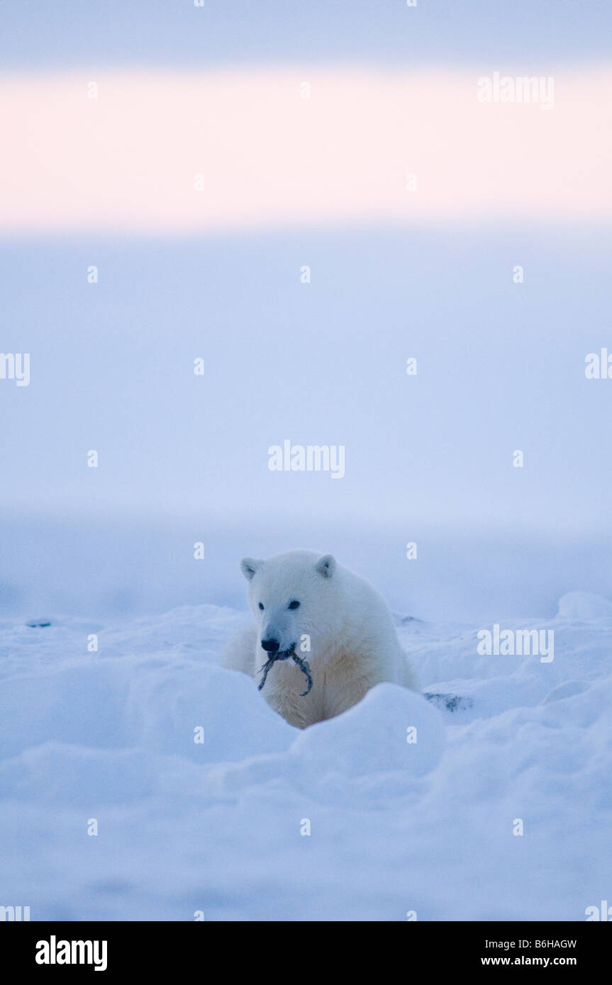 polar bear Ursus maritimus cub feeds on a piece of bowhead whale skin ...