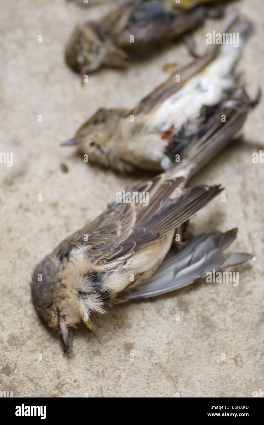 Dead birds hi-res stock photography and images - Alamy