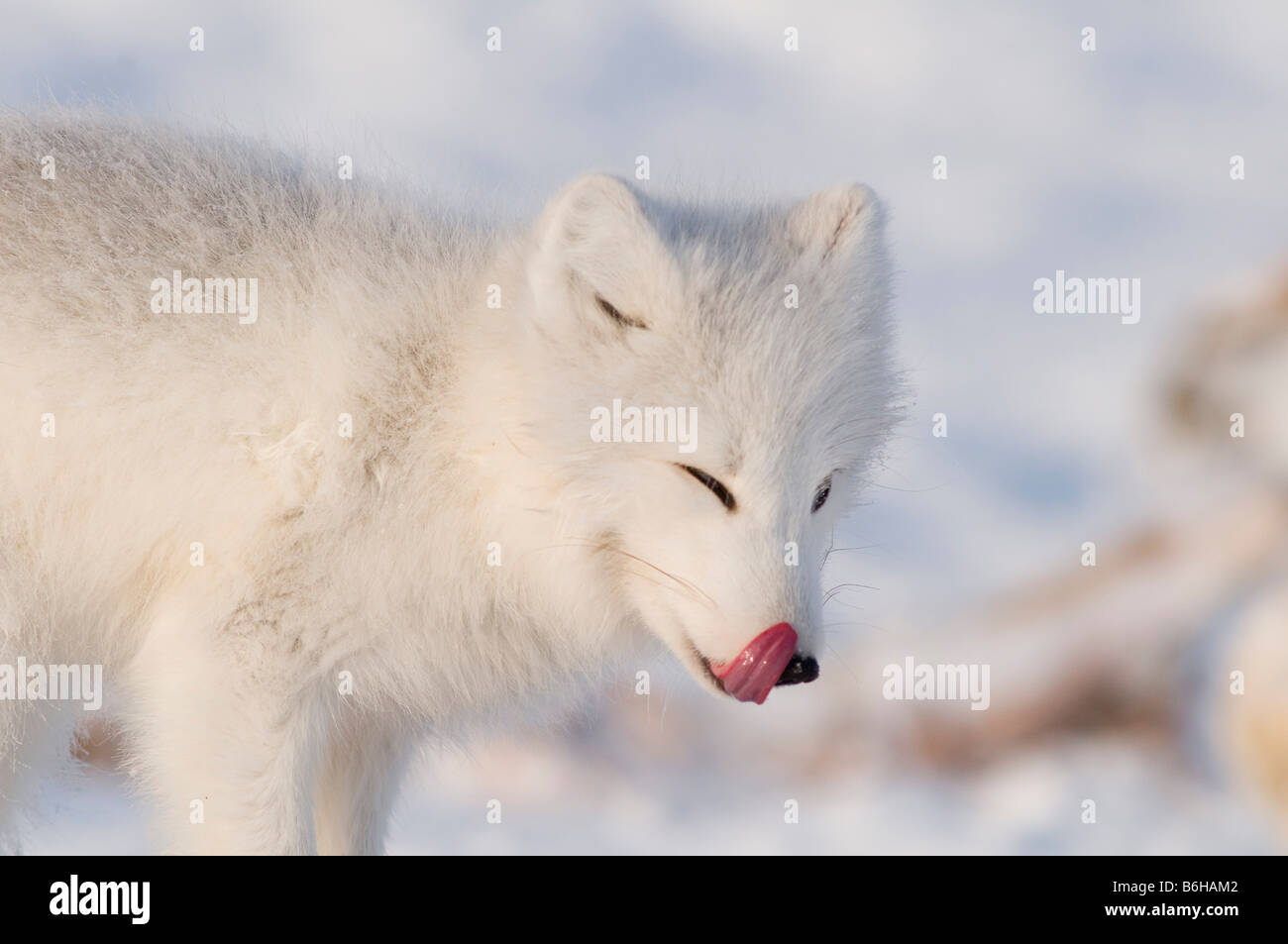 arctic fox Alopex lagopus adult feeds on a bowhead whale Balaena ...