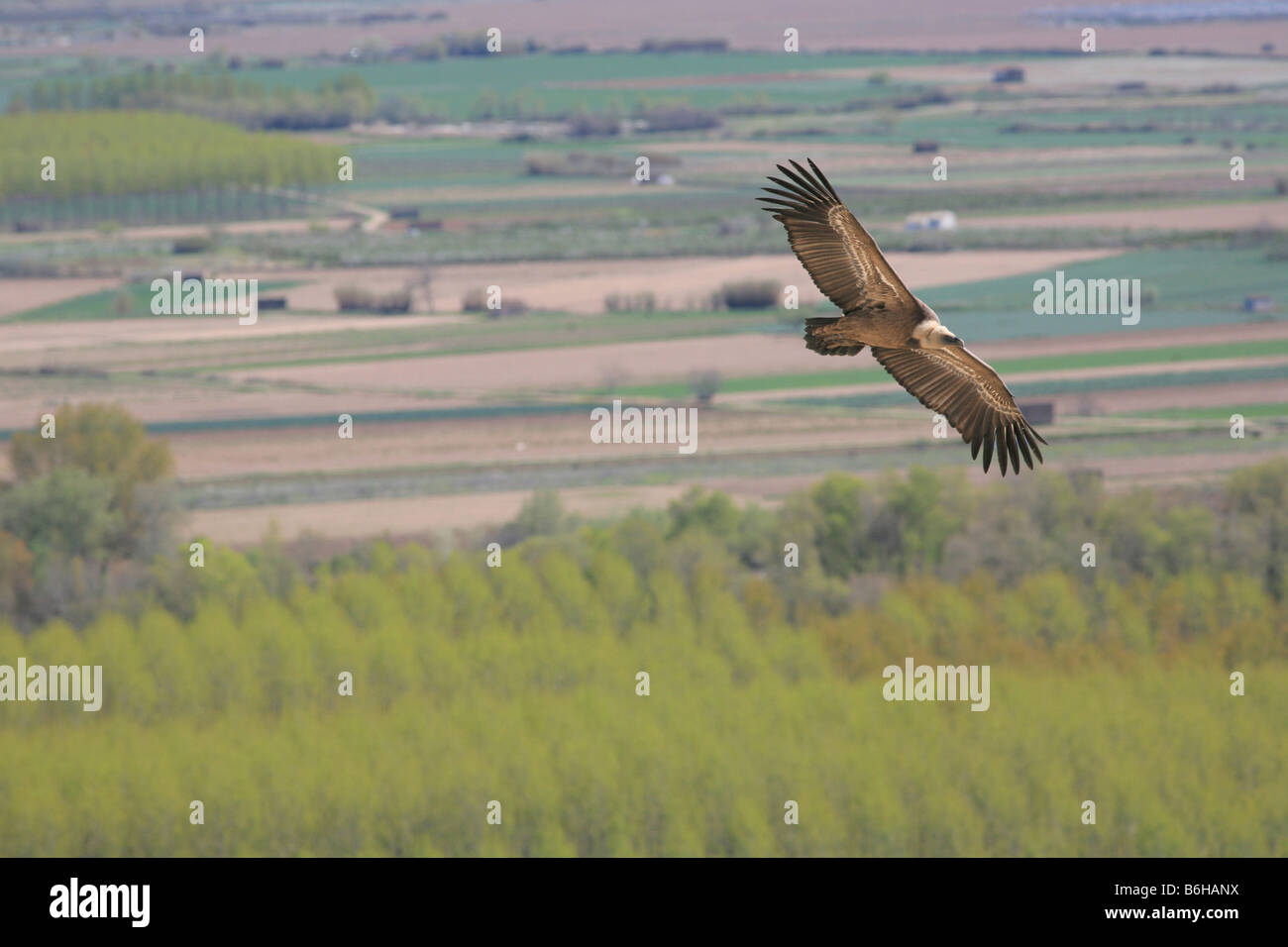 Vulture in flight Stock Photo - Alamy