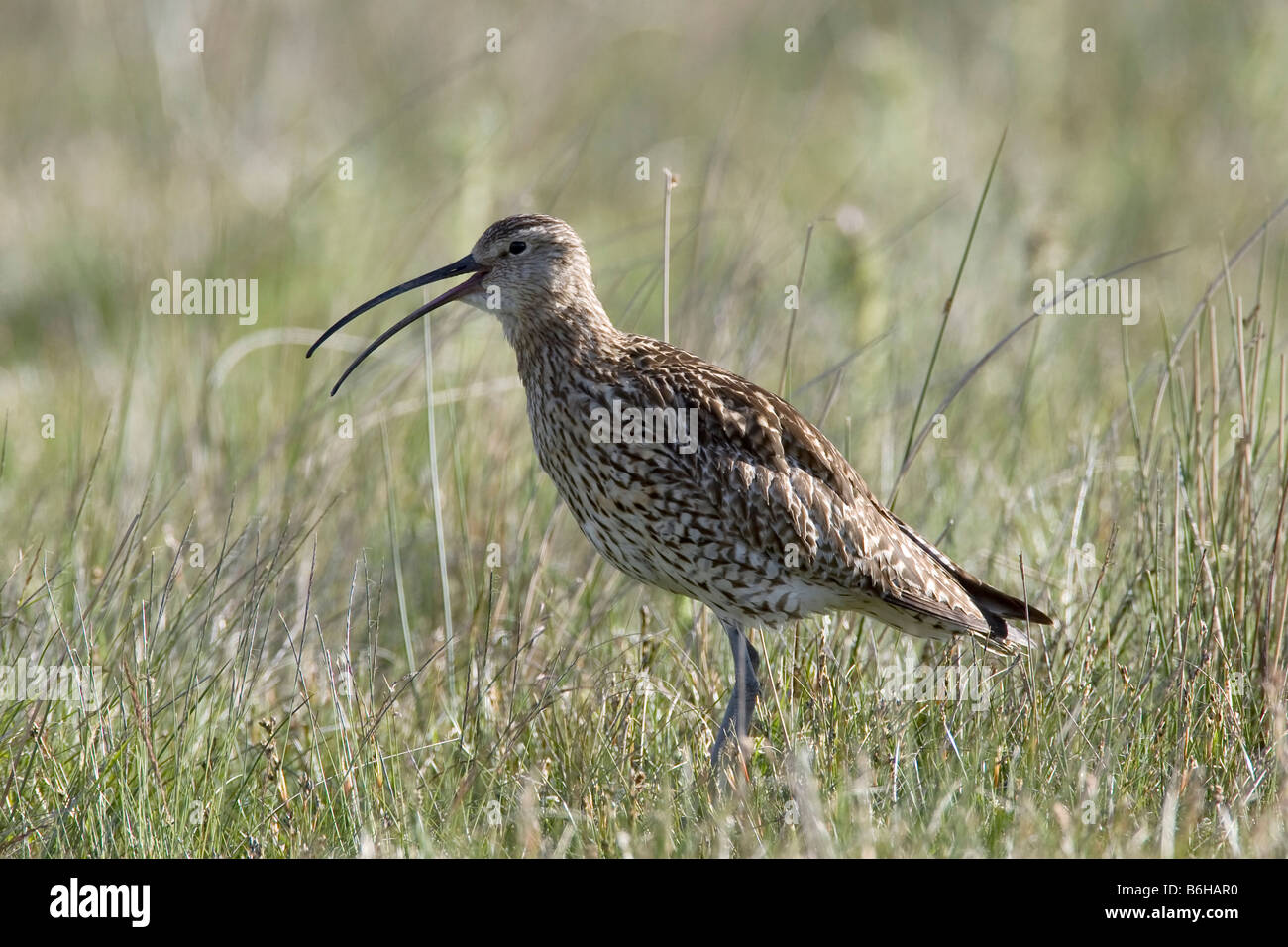 Wimbrel. Numenius Phaeopus (Scolopacidae Stock Photo - Alamy