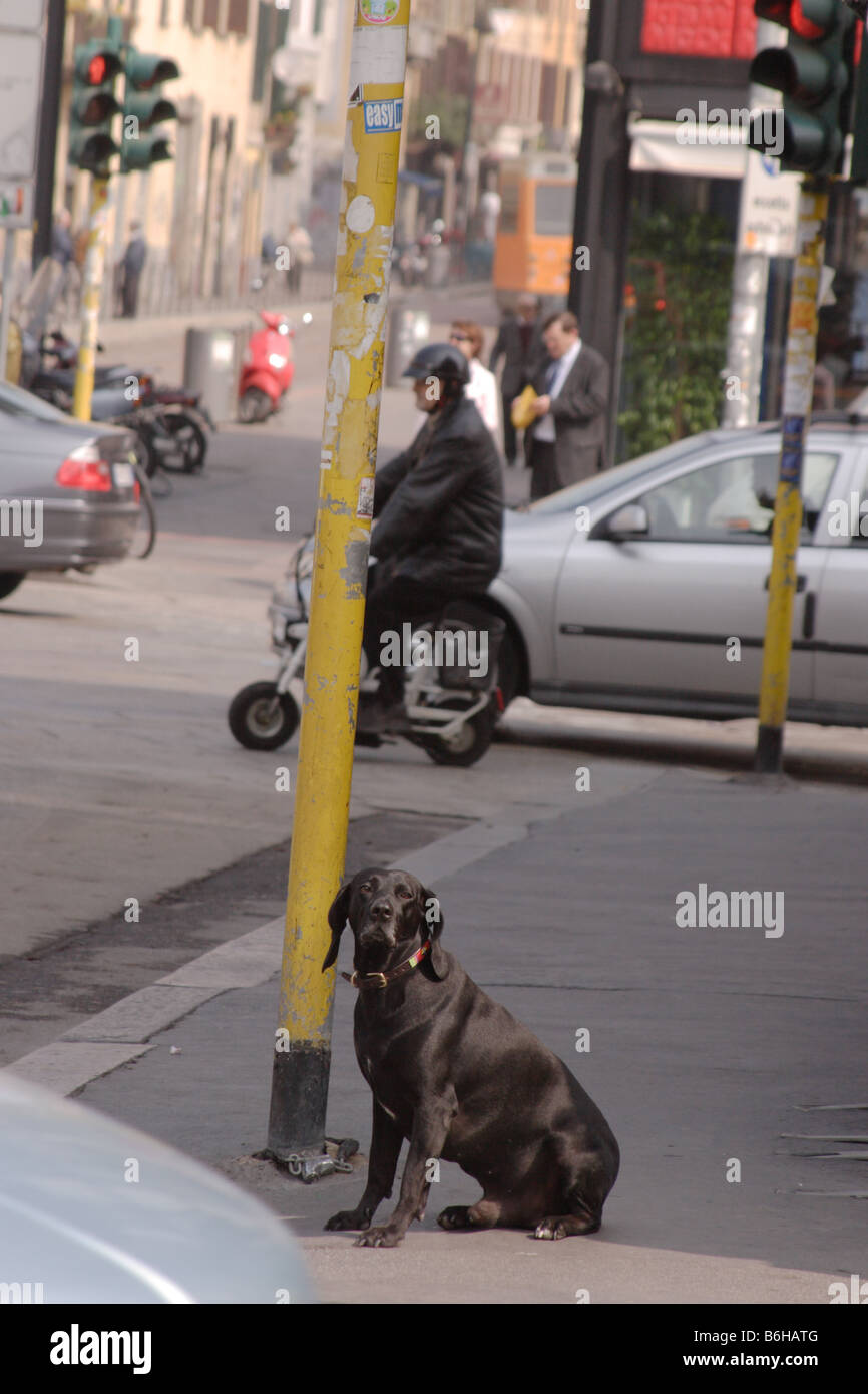 Black dog waiting at semaphore stop lights in the street Stock Photo ...