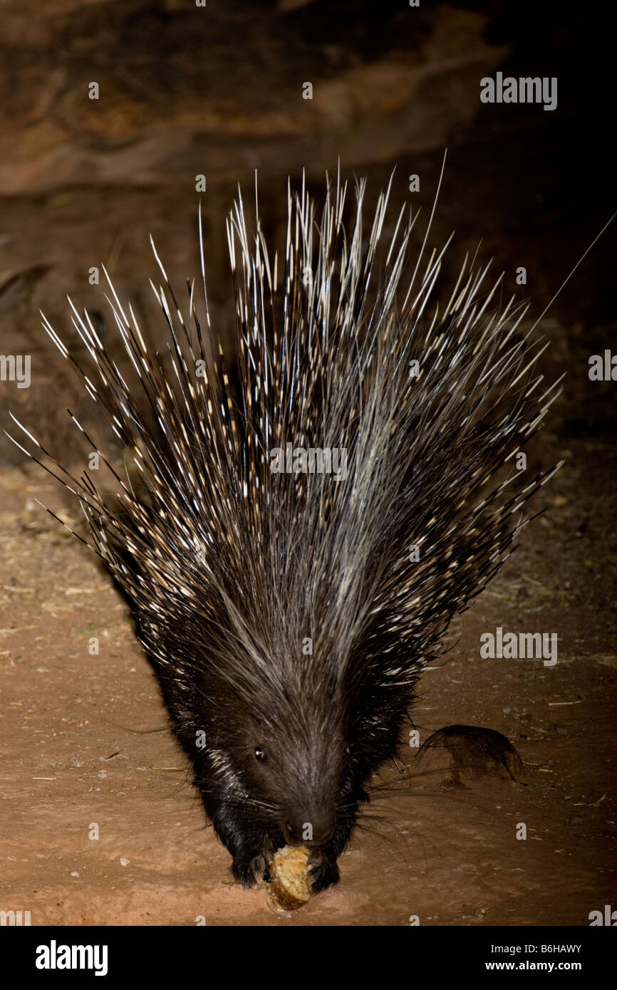 Crested Porcupine Foraging for Food at Night, Okonjima, Namibia Stock ...