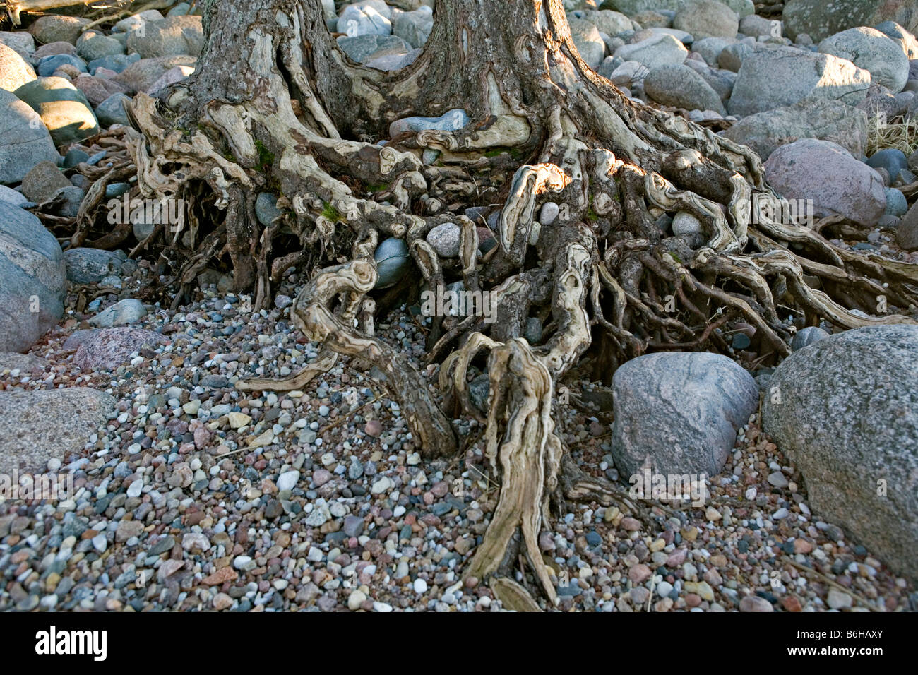 Tree roots crack hi-res stock photography and images - Alamy