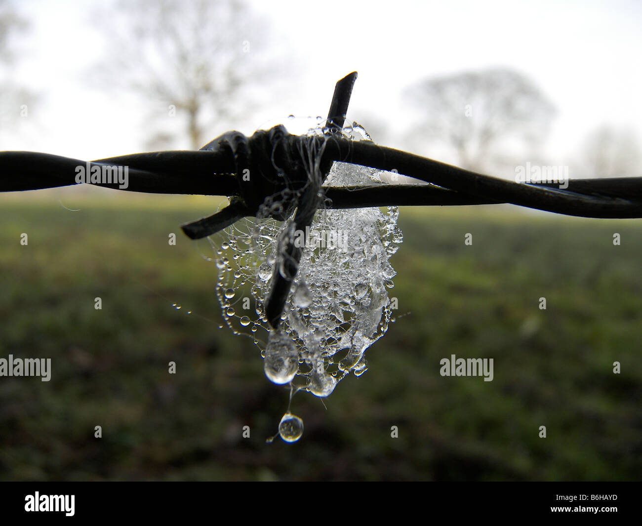 Lambs wool hi-res stock photography and images - Alamy