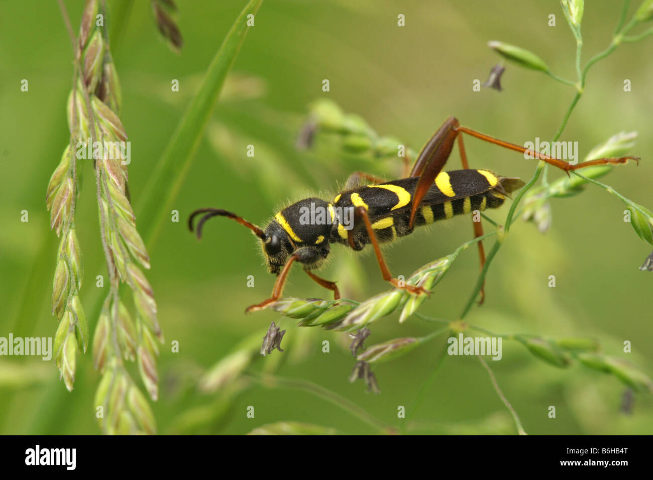 Clytus arietis Wasp boktor Stock Photo - Alamy