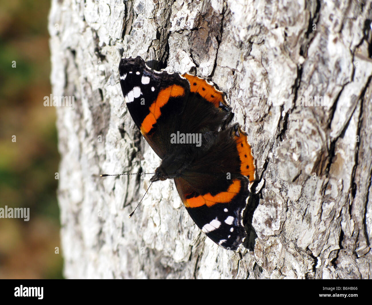 Butterfly in forest hi-res stock photography and images - Alamy