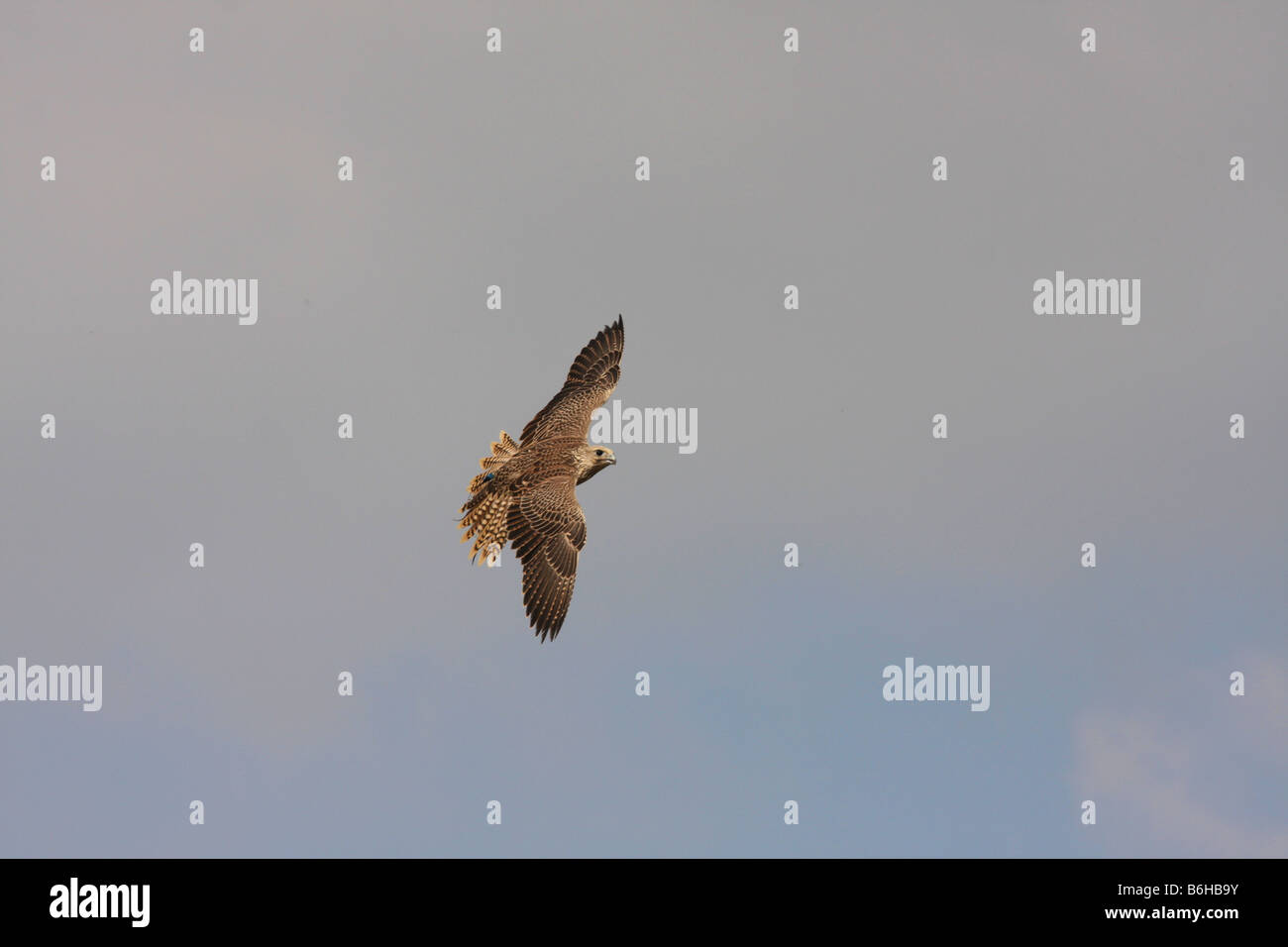 Gyr-saker falcon turning in flight Stock Photo - Alamy