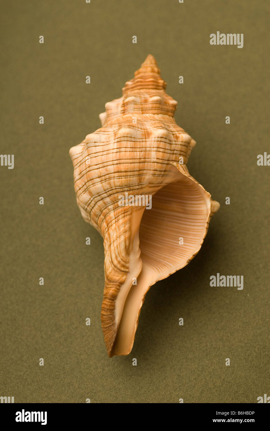 Seashell studio hi-res stock photography and images - Alamy