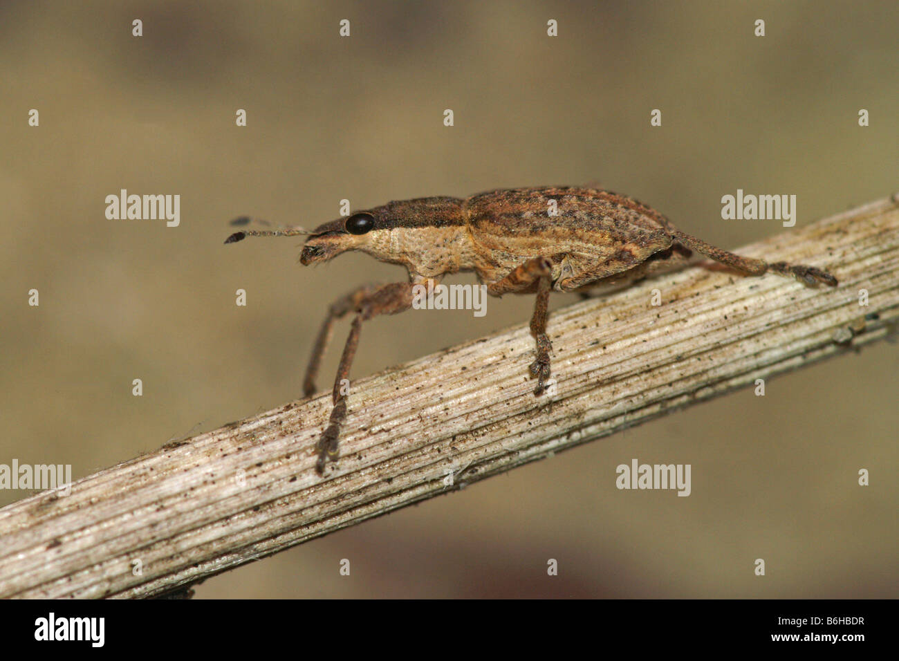 Gressorius hi-res stock photography and images - Alamy