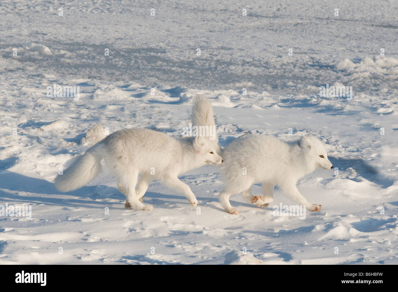 Arctic Fox Pack