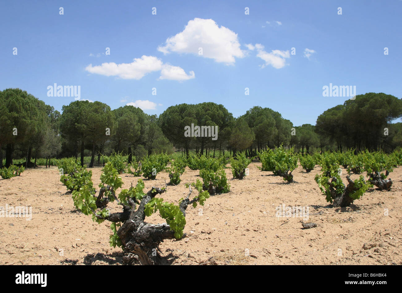 Vino toro hi-res stock photography and images - Alamy