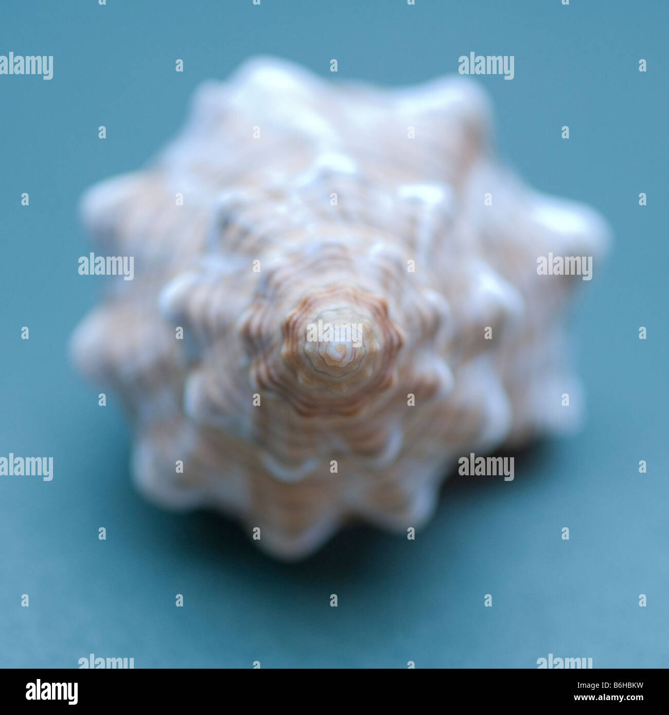 Bleached shell hi-res stock photography and images - Alamy