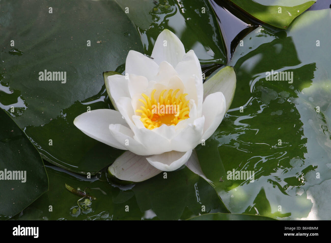 White Water lily Stock Photo - Alamy