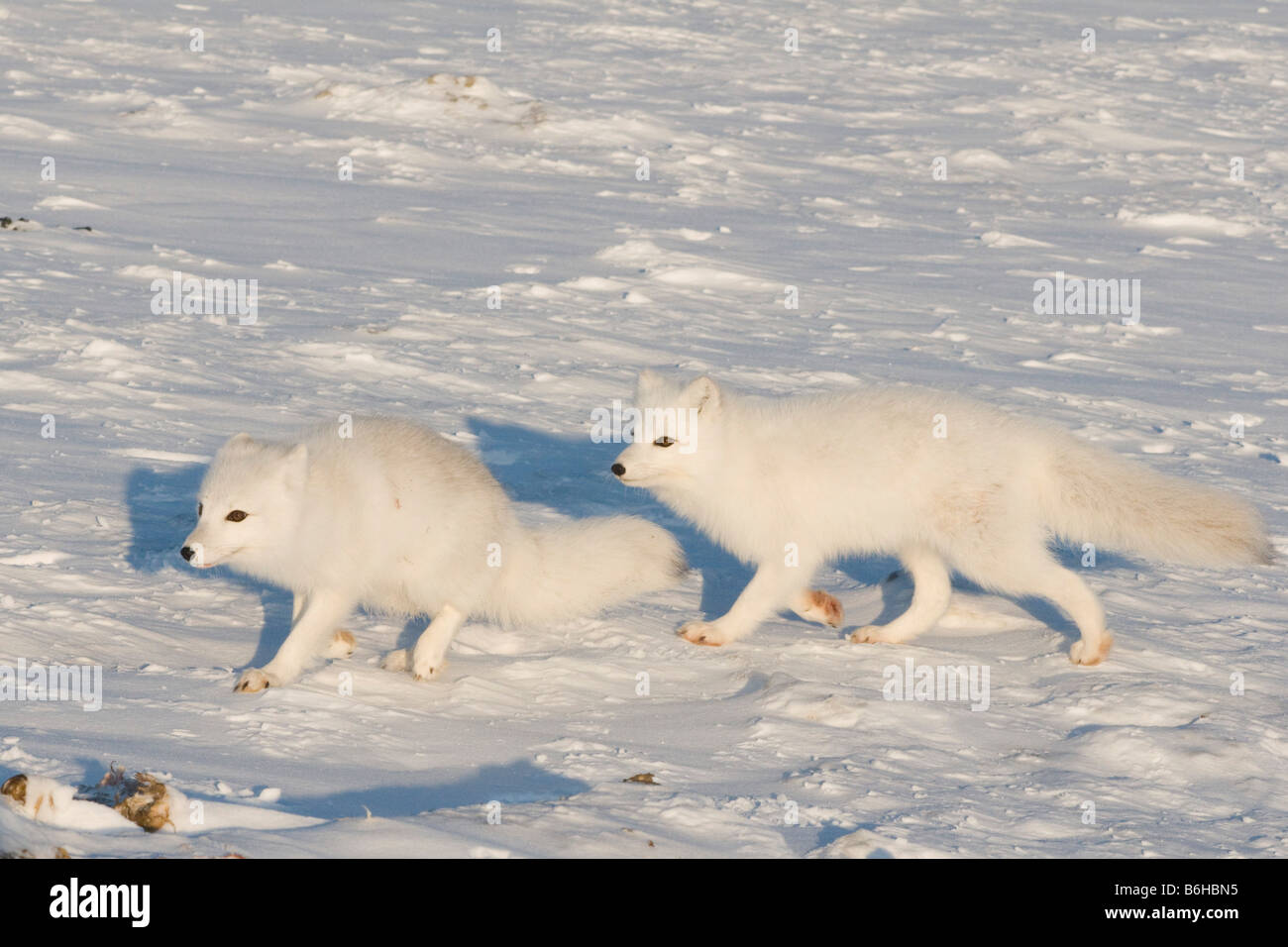 Arctic Fox Pack