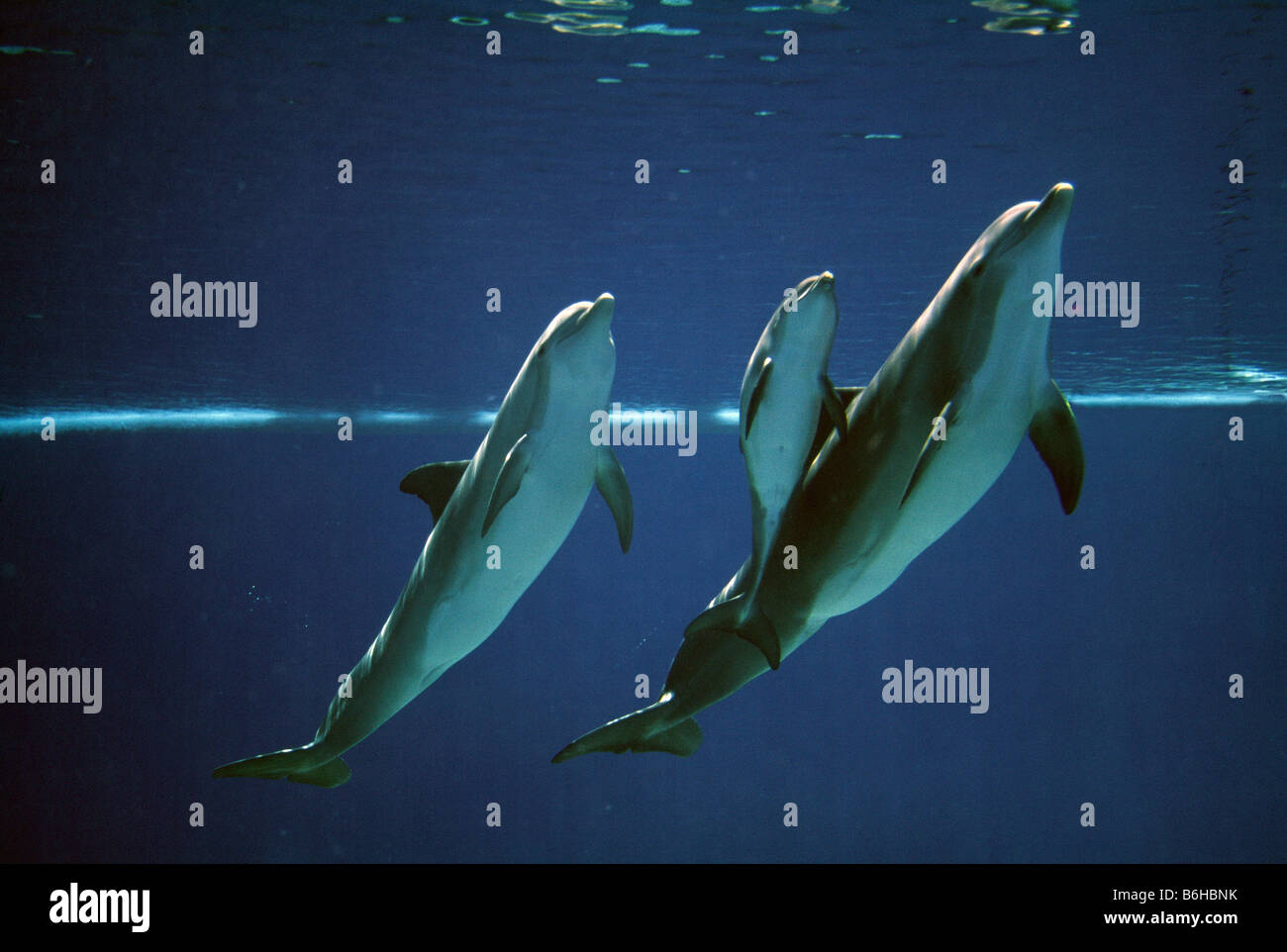 Just Baby Dolphins Swimming