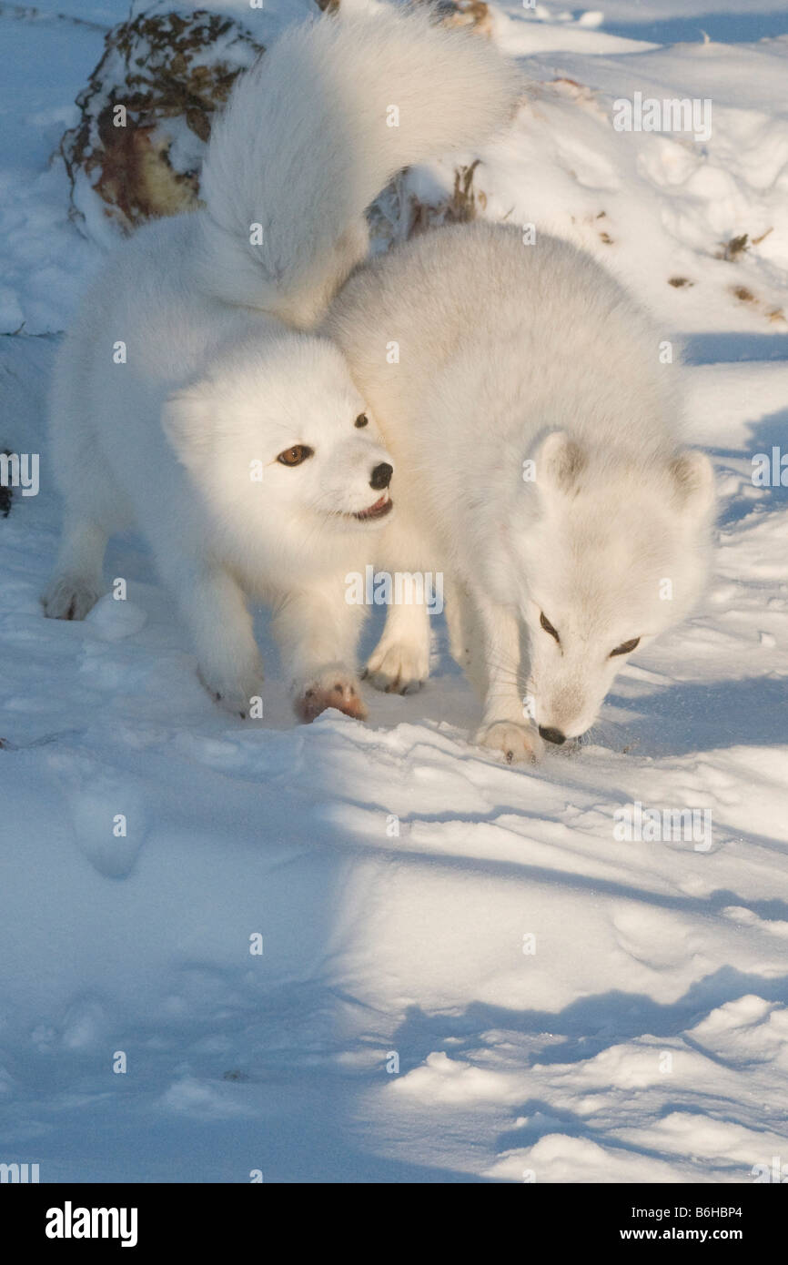 Arctic Fox Pack