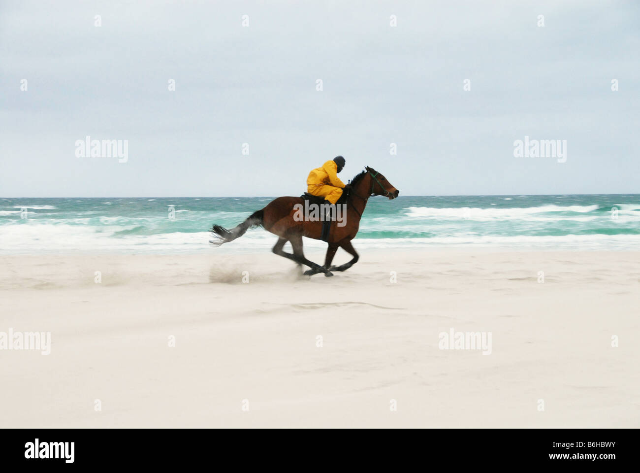 Striding horse hi-res stock photography and images - Alamy