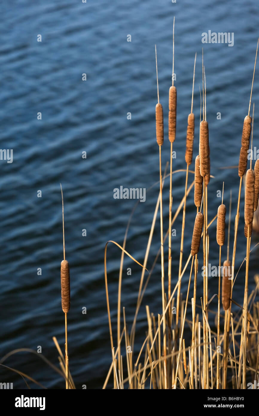 Bullrush grass hi-res stock photography and images - Alamy